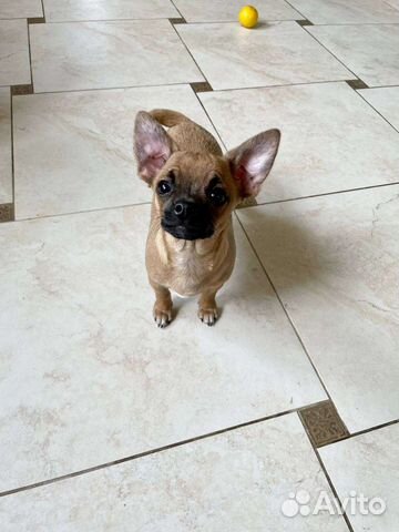 Чихуахуа мальчик - ушастик