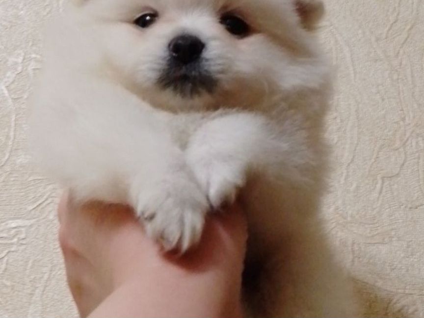 Белый мишка