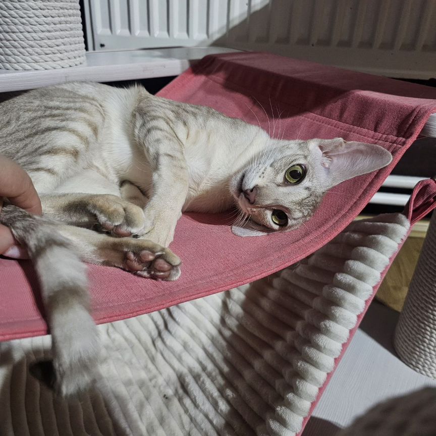 Ориентальная кошечка