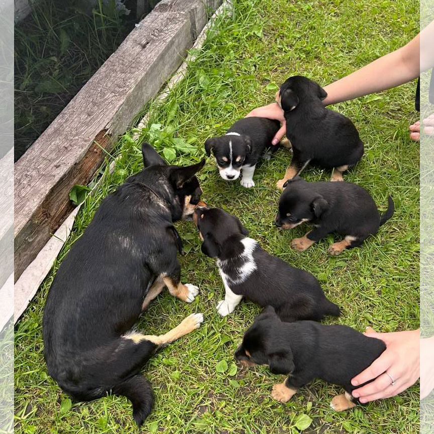 Отдам щенков в добрые руки