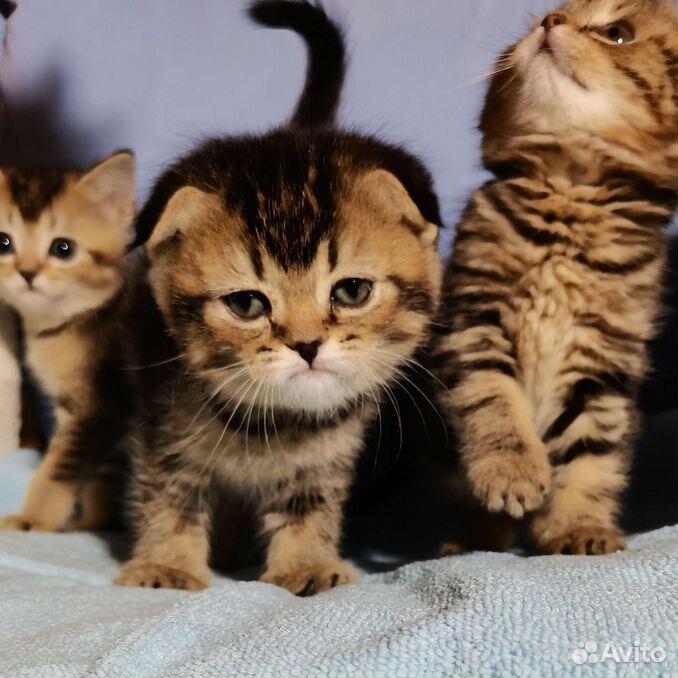Шотландские тикированые