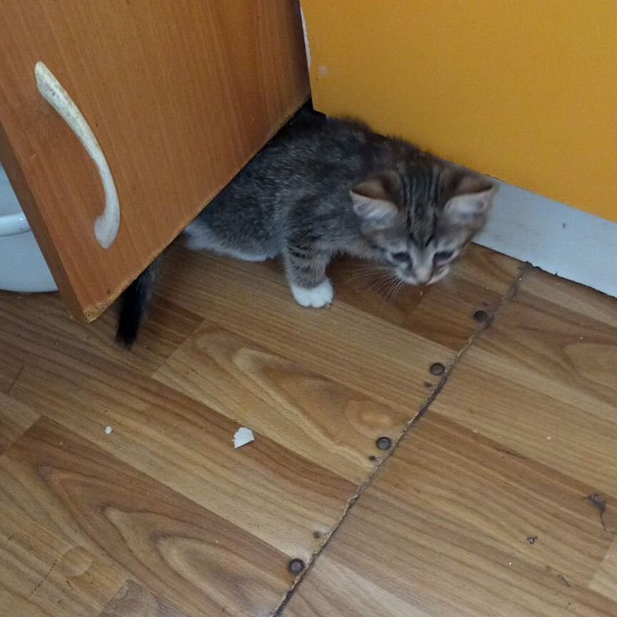 Американский короткошёрстный котёнок