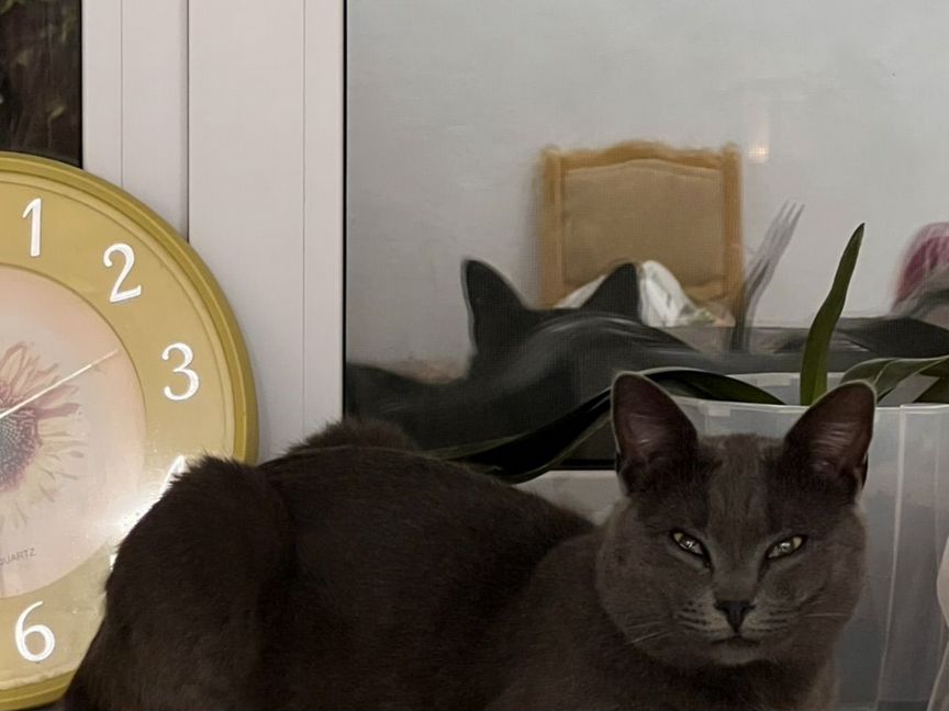 Кот похож на породу русская голубая