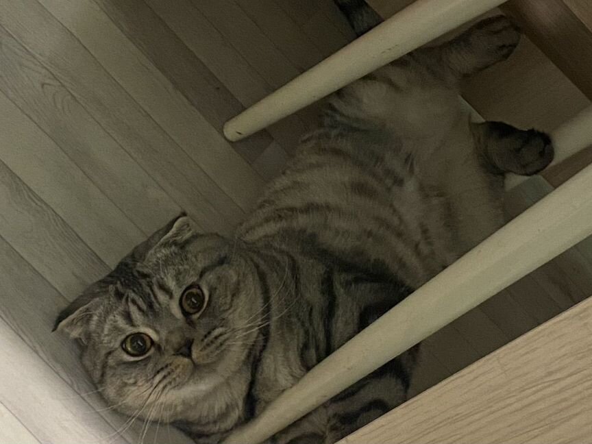 Отдам в добрые ручки кота