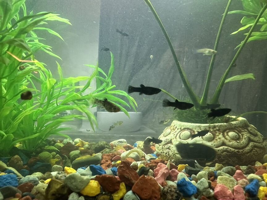 Аквариумные рыбки молинезии