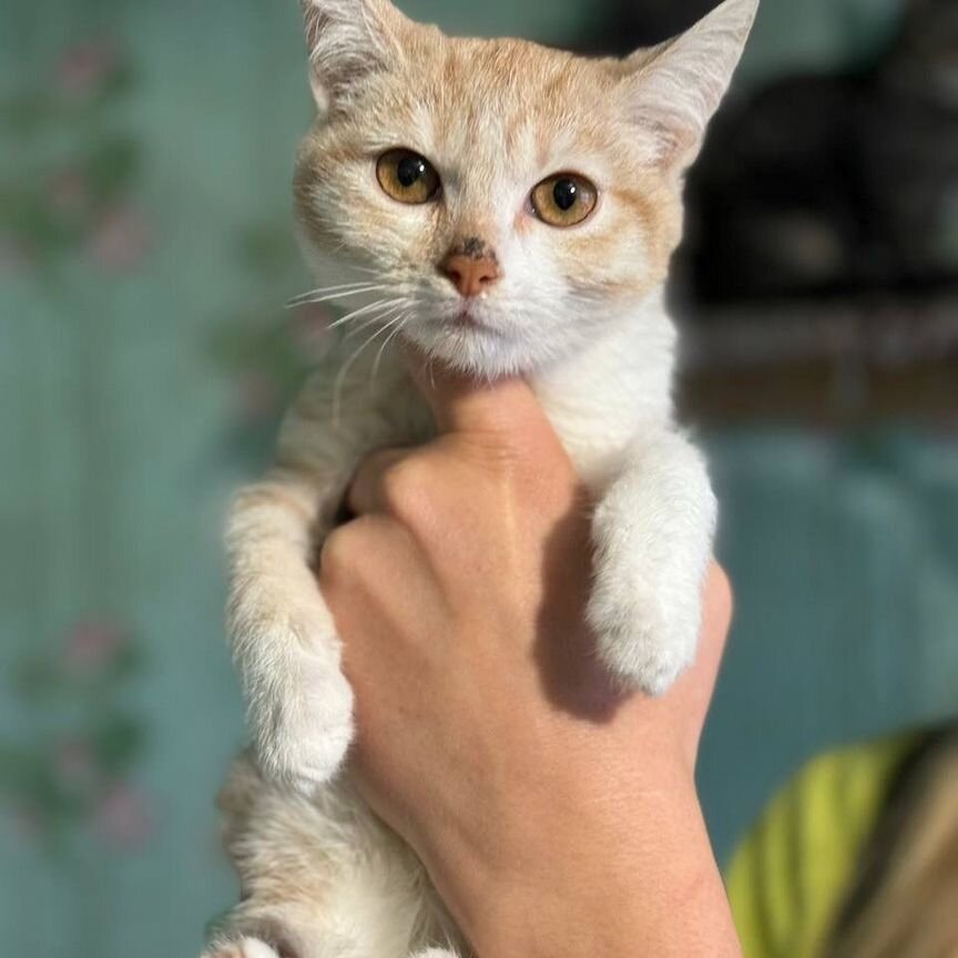 Спасенный котенок Цукат в добрые руки
