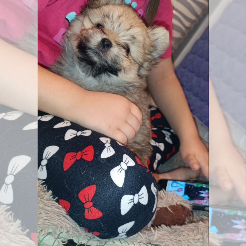 Померанский шпиц, щенок