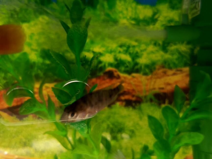 Аквариумные рыбы