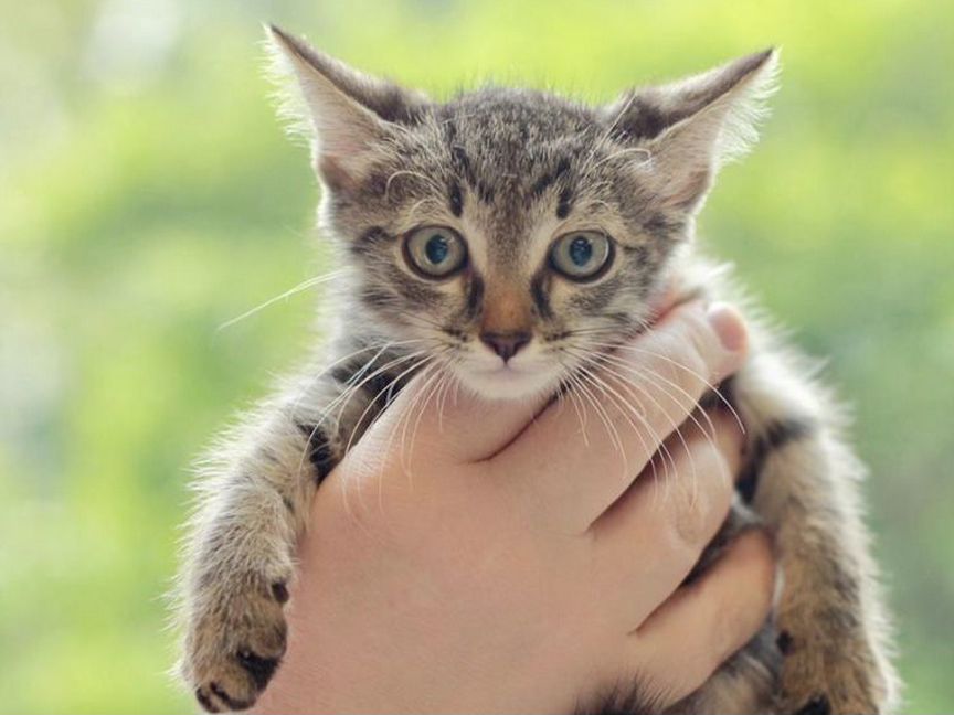 Котёнок 1.5 месяца