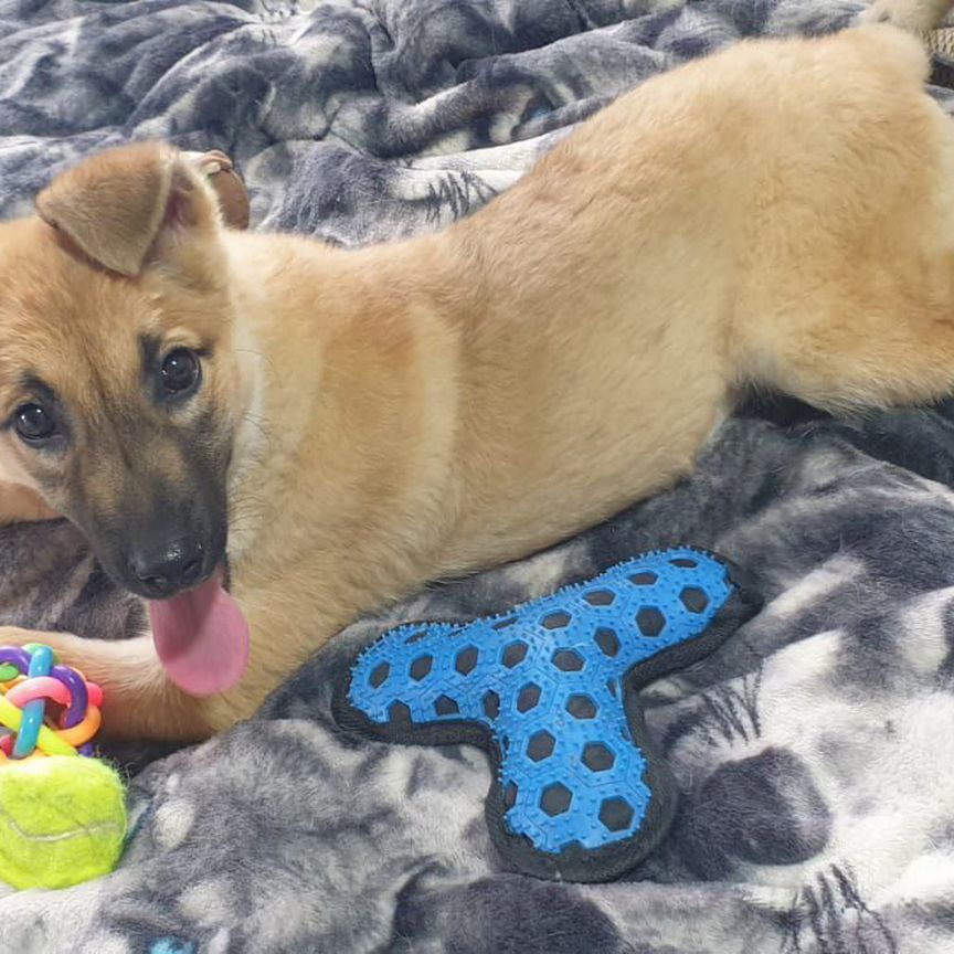 Рыжий щенок в добрые руки