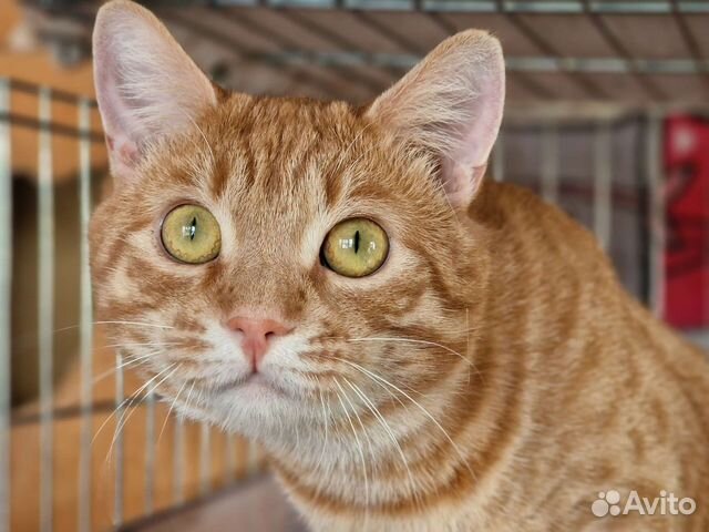Котик Шустрик 1 год.Кастриоован