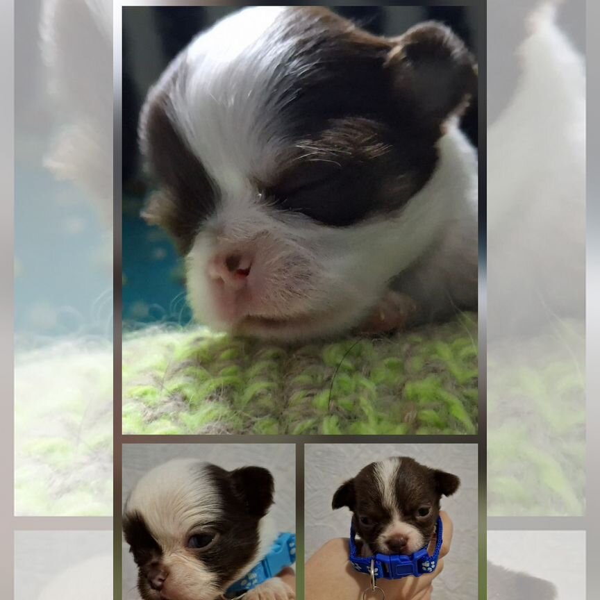 Чихуахуа, щенок