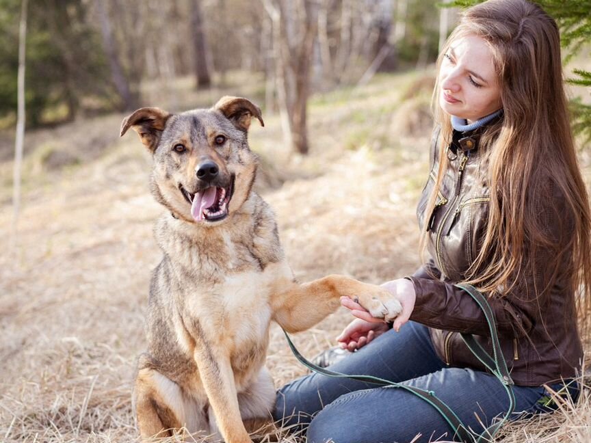 Гектор- жизнерадостная собака-компаньон в приюте