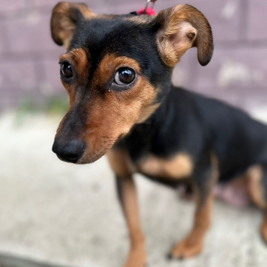 Взрослая собака в добрые руки