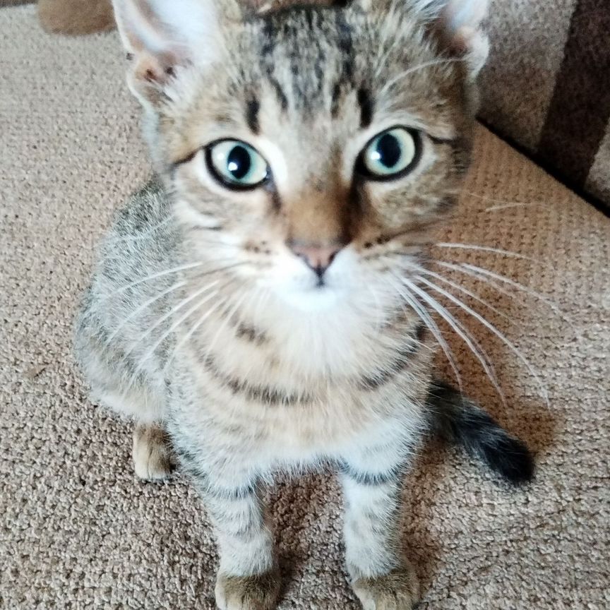 Котенок мальчик домашний