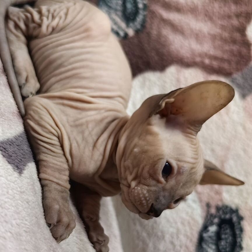 Донской сфинкс котёнок
