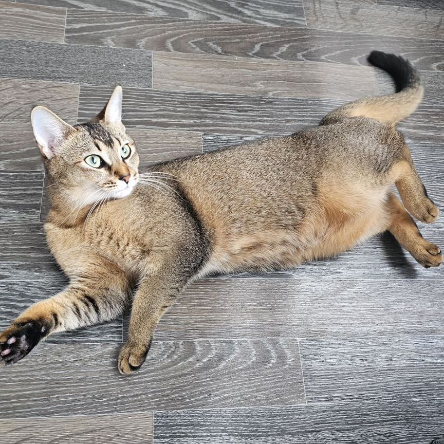 Абиссинская кошка ищет котика