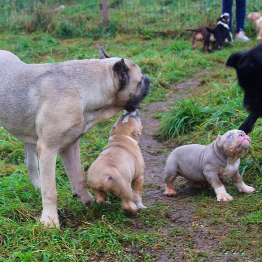 Встреча со старожилами. Американский булли