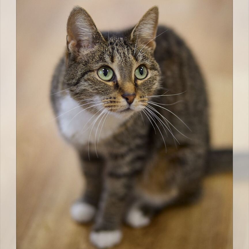 Взрослая кошка в добрые руки