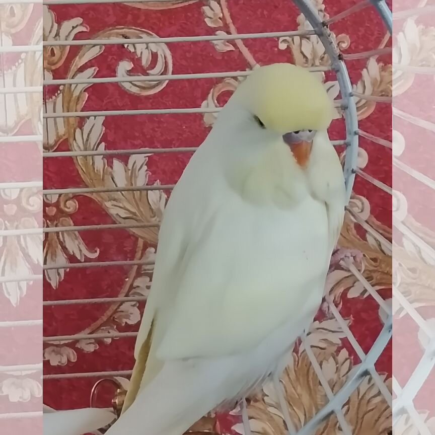 Попугай Ввп