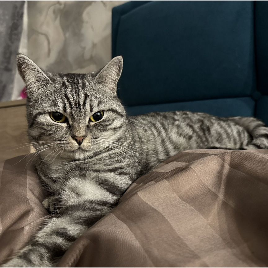 Британская длинношёрстная кошка, взрослая