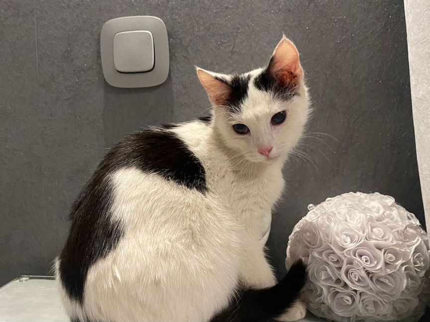 Котенок супер милаш