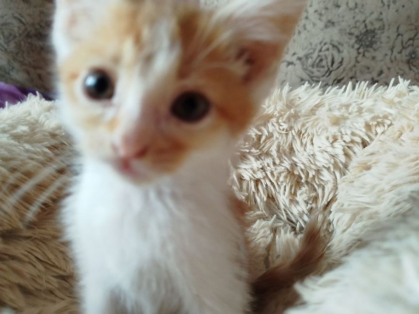Кошка