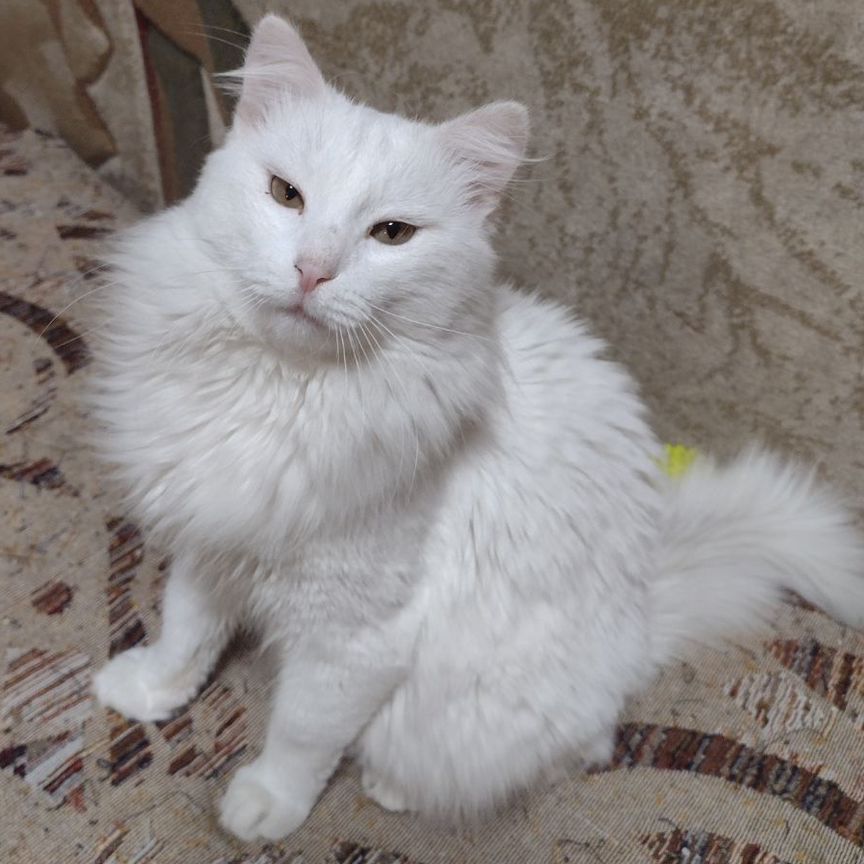 Турецкая ангора мальчик ищет дом