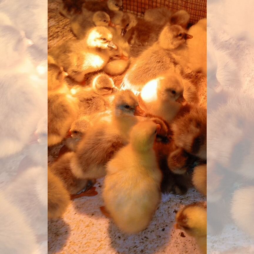 Запись на суточных гусят