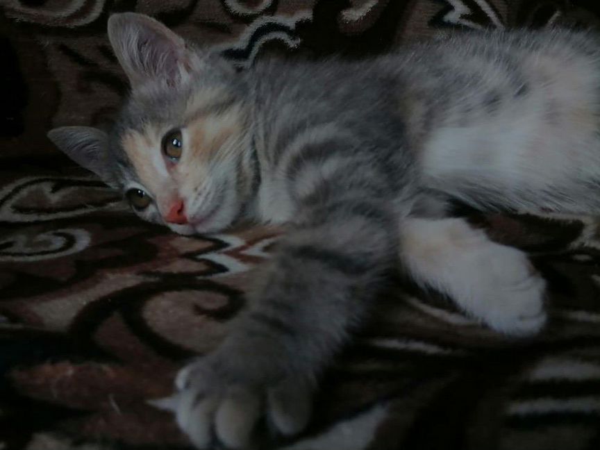 Миленький котеночек