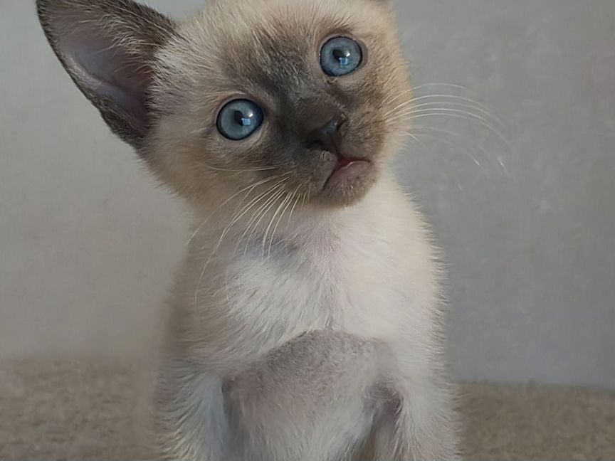 Котята меконгский бобтейл блю