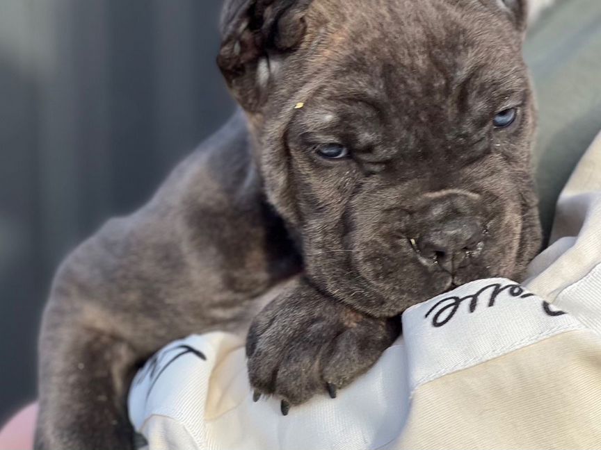 Эффектные щенки кане корсо