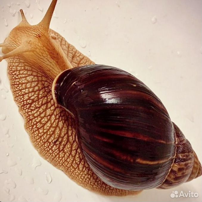 Улитки ахатины бесплатно