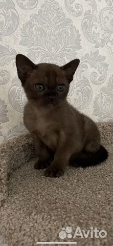 Бурманские котята