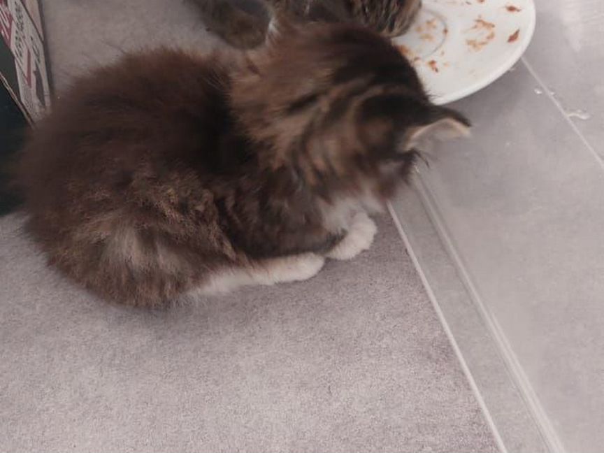 Котята в добрые руки