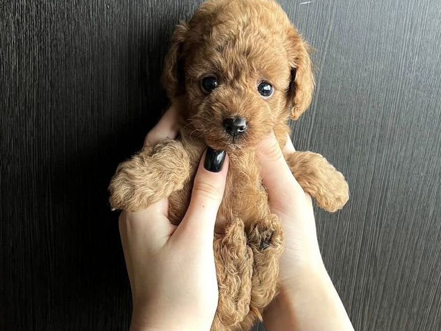 Той-пудель мини кукольная девочка