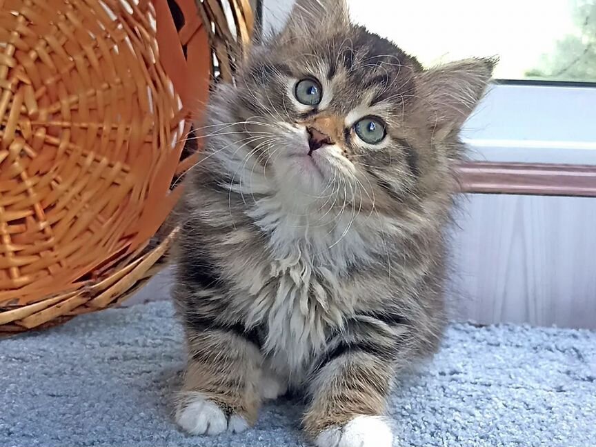 Котята сибрские