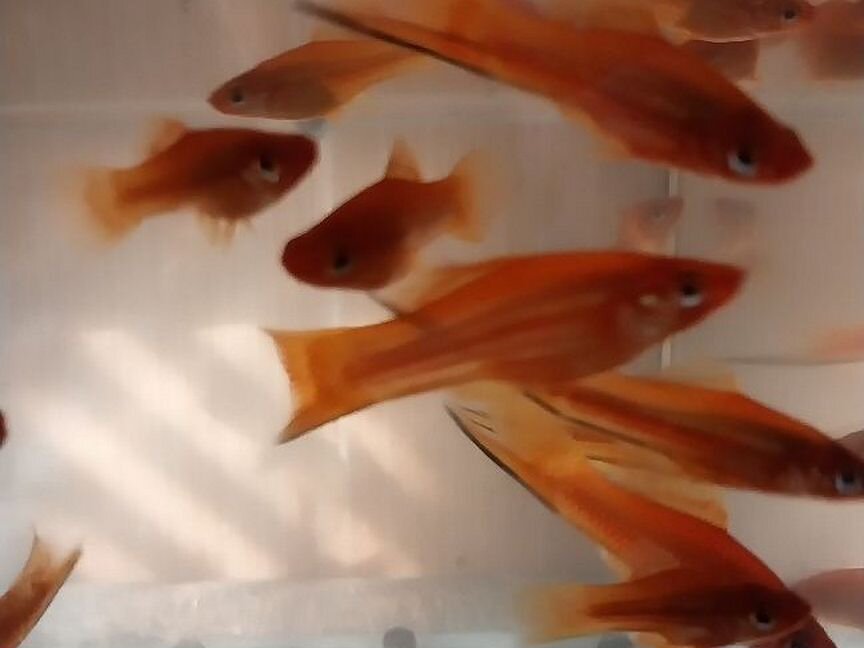 Аквариумные рыбки