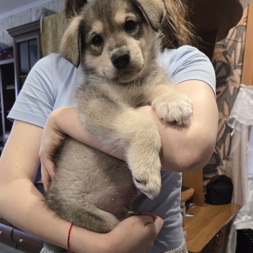 Щенок в добрые руки