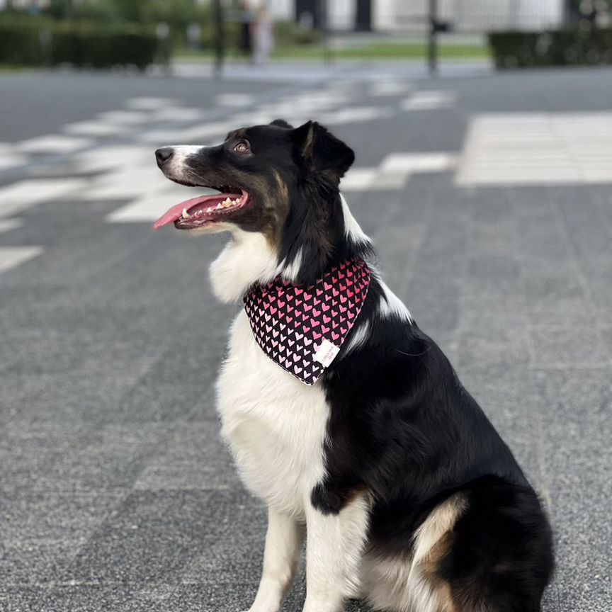 Двустороняя бандана для собак M и L