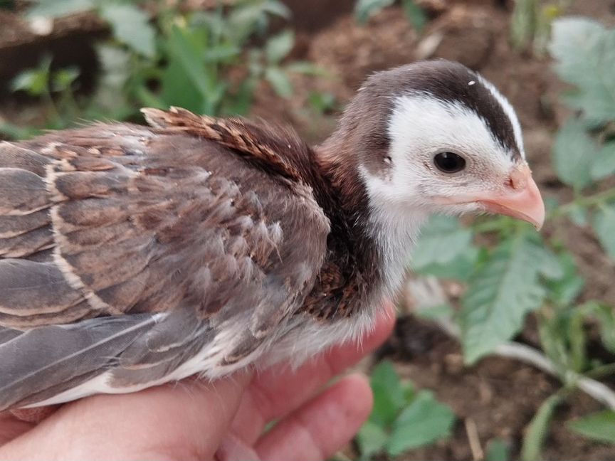 Цыплята цесарки