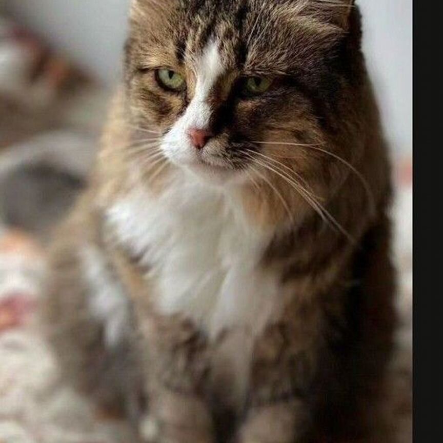 2 года никто не замечает Фиону