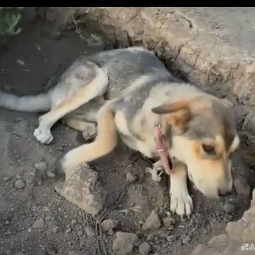 Взрослый пёс в добрые руки