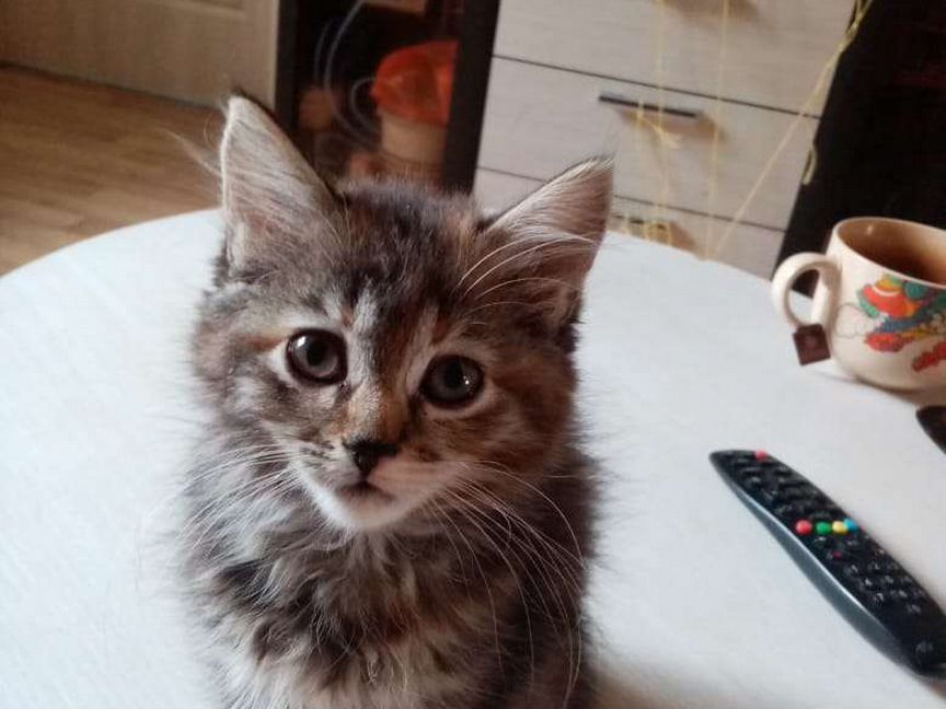 Продаются шотландские котята