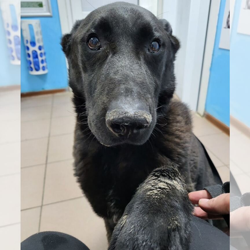 Онкобольной пёс Пират нуждается в консервах