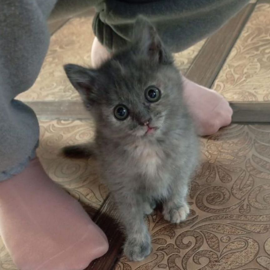 Котёнок в добрые руки