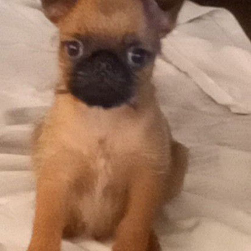 Брюссельский гриффон