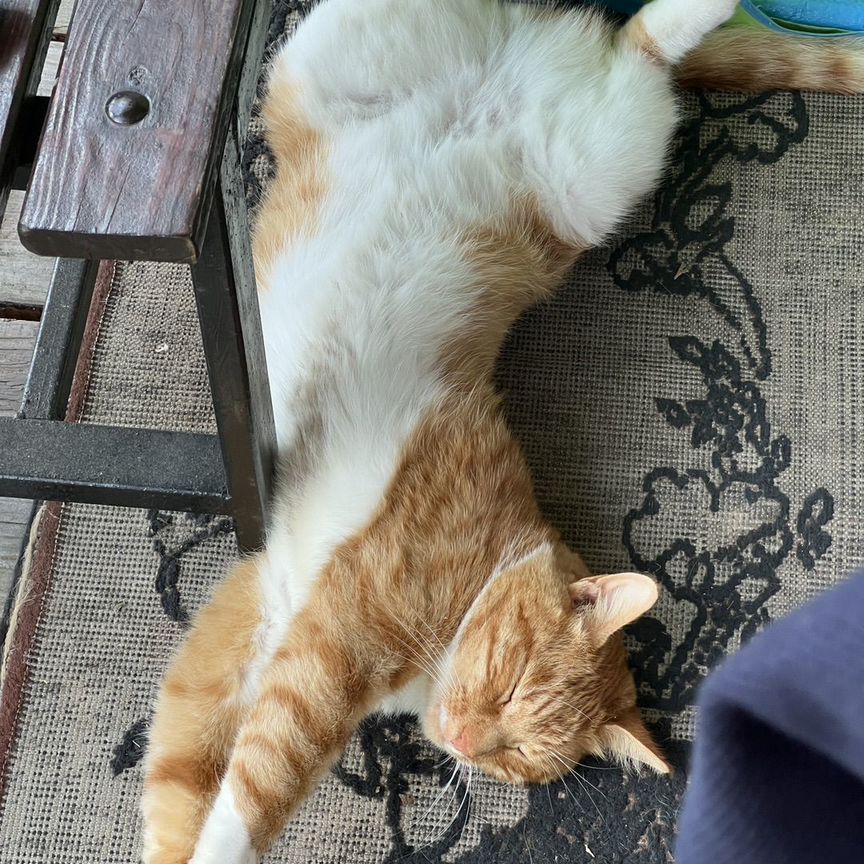 Рыжий кот в добрые руки