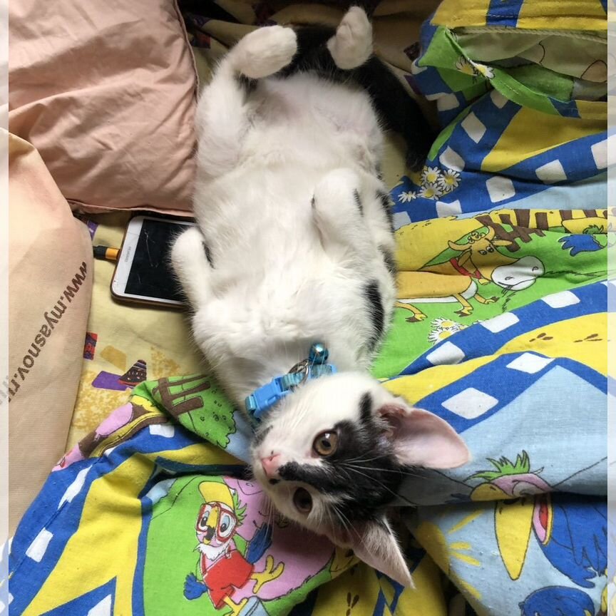 Отдам в дотрые руки домашнего котика