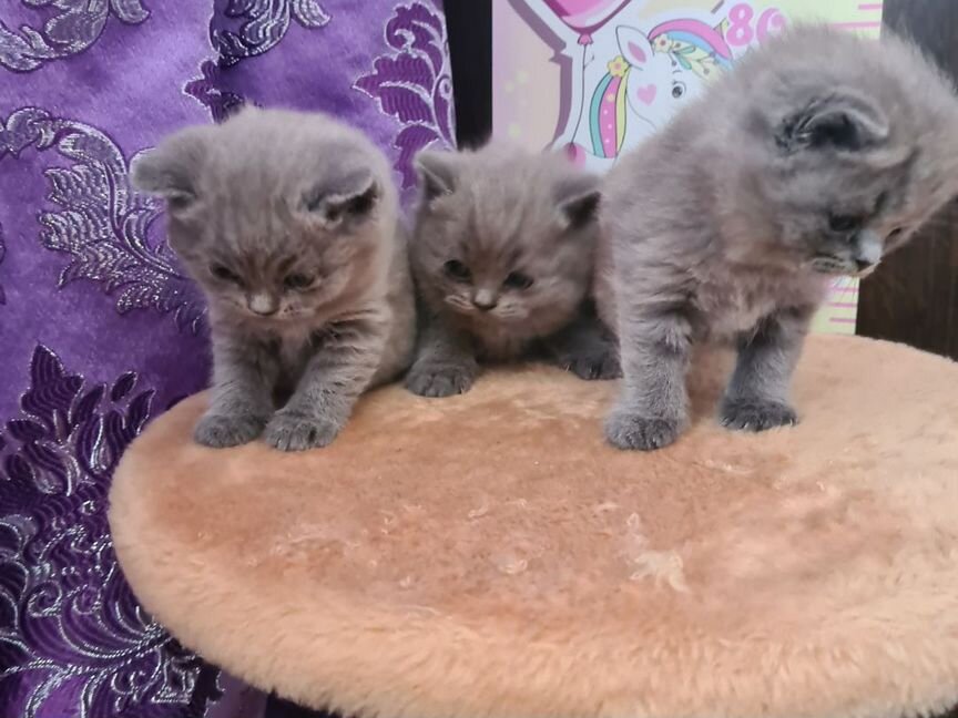 Британские